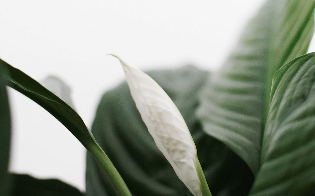 The Standard Chunk Of Lorem Ipsum Used Since – Safira Organic Food ...